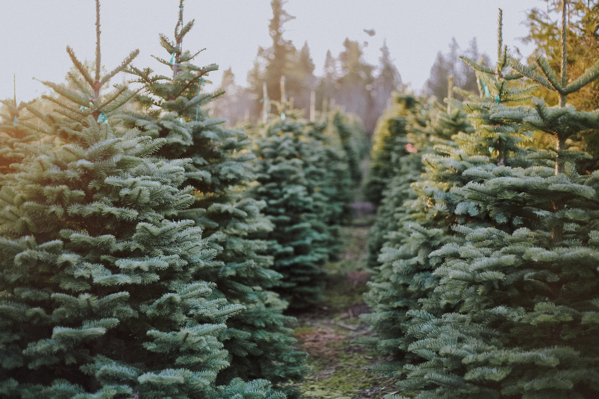 Tree Farm | Crystal Springs | Jim Thorpe PA